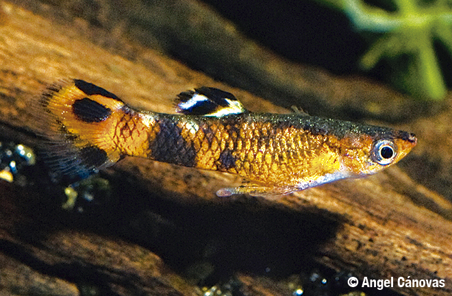 Gupis no domésticos (Micropoecilia & Acanthophacelus): esas diminutas ...